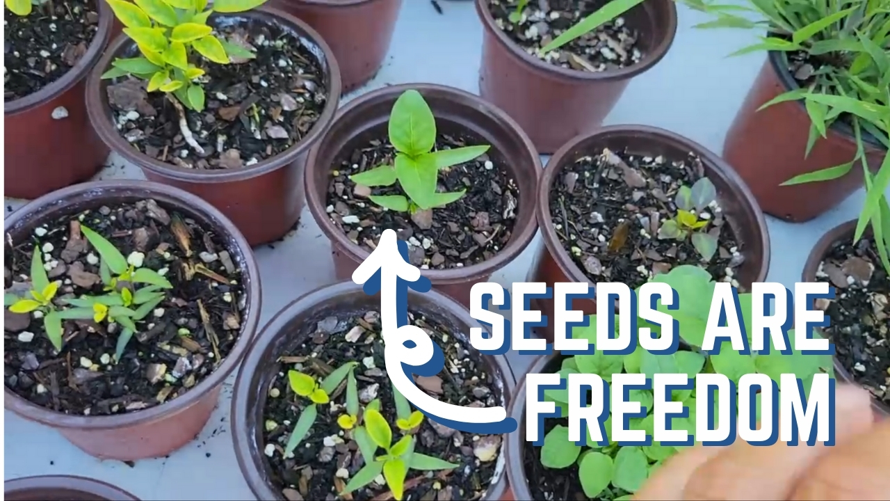 Seeds for Preservation and Perseverance – Videos – Mother Earth News